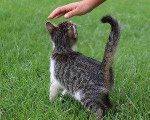 15 Positions du Chat et leur Signification - Toilettage Chiens Chats