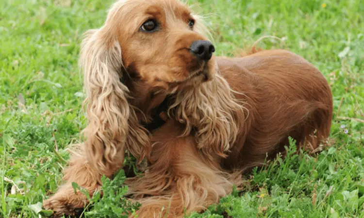 Toilettage Chiens Chats - Le blog bien-être des chiens et chats